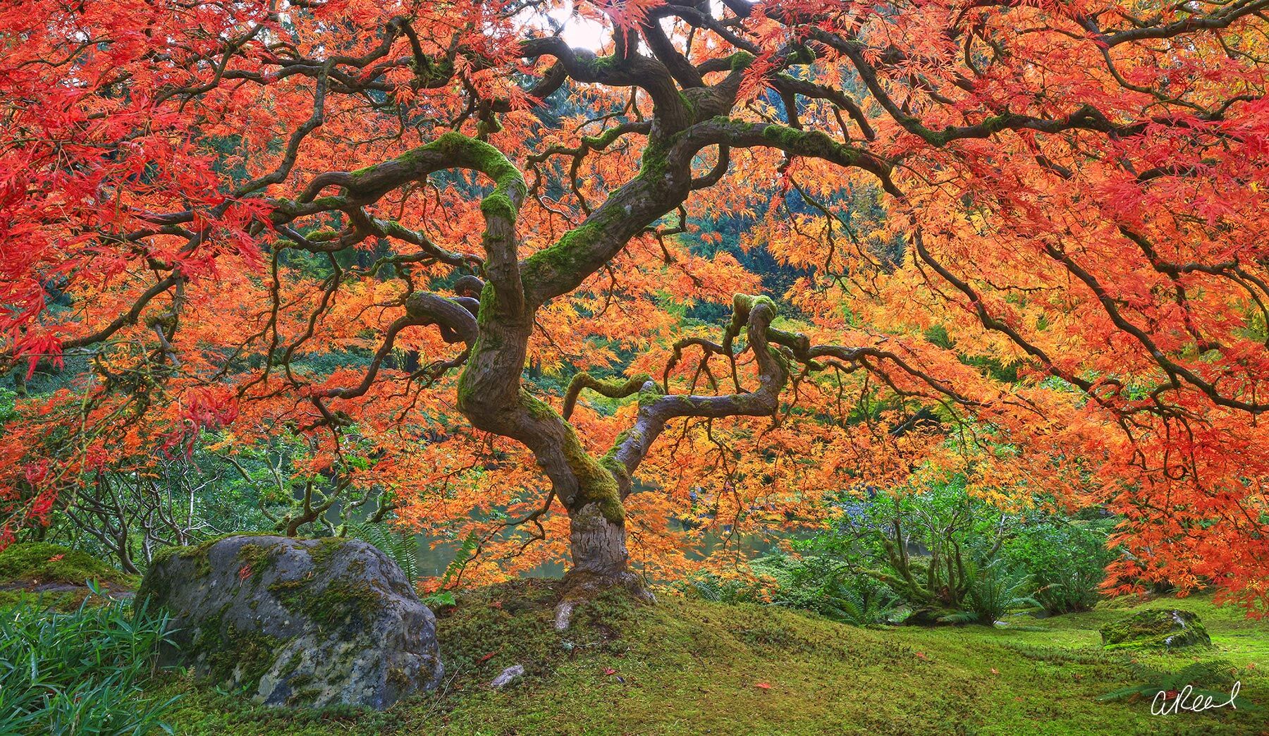15 Stunning Examples of Tree Photography – bwuphoto.com
