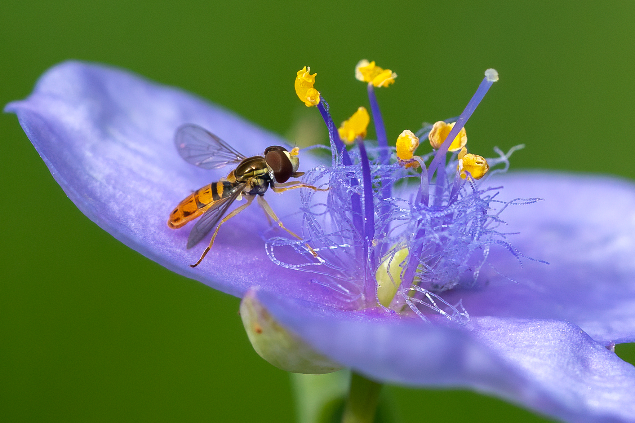 See, Snap, Share with Colonial Nature Photography Club – bwuphoto.com